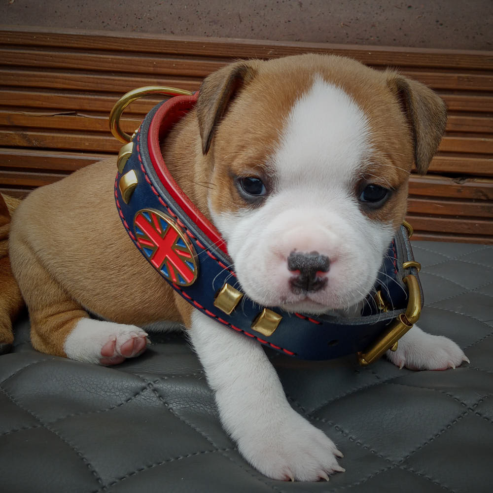 How to choose your puppy’s first collar so it fits just right?
