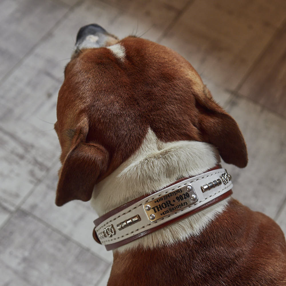 Unique Funky Paws Dog Collar: Custom Colors, ID Tag & Total Style