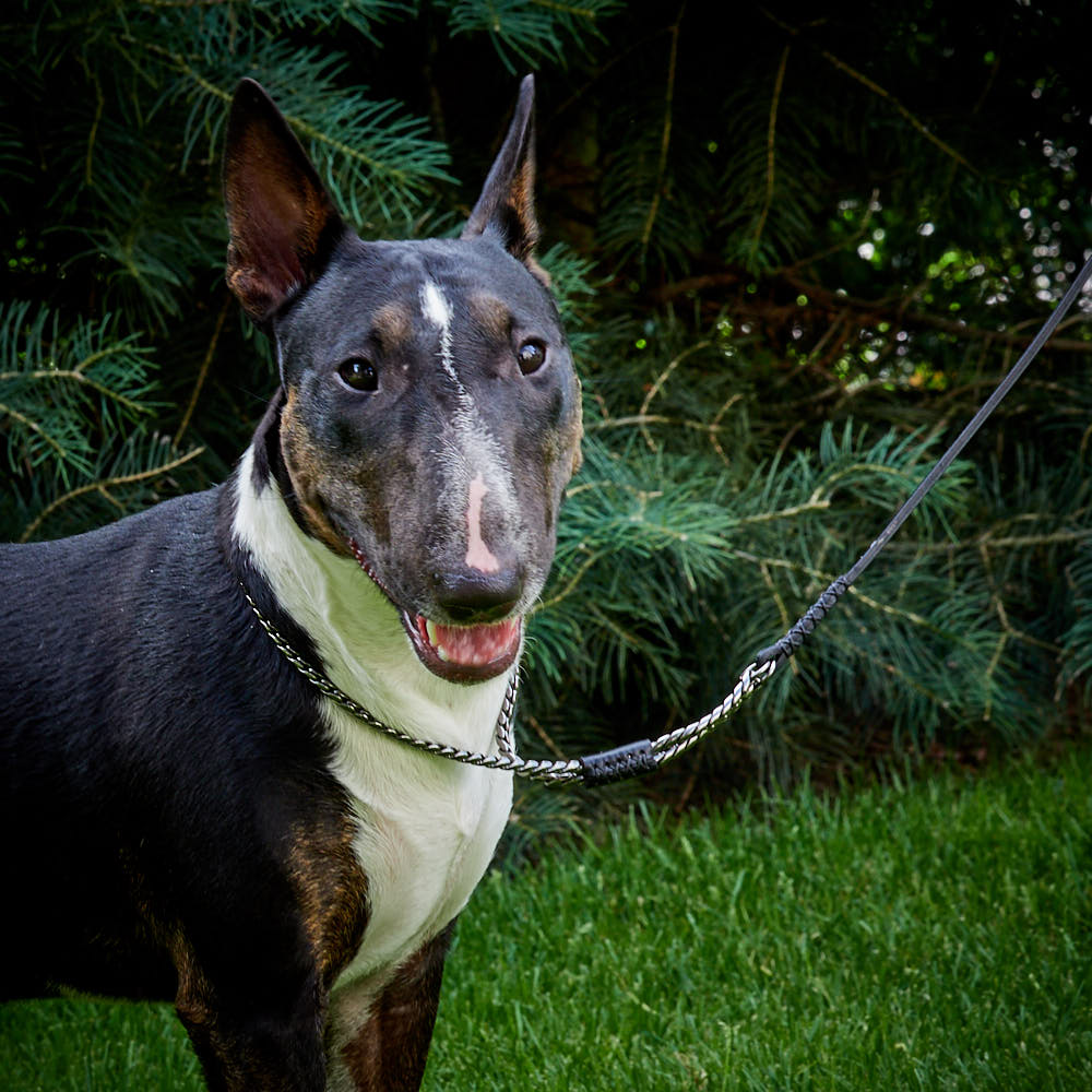 Luxury Snake Show Collars – Stylish and Durable Dog Gear!