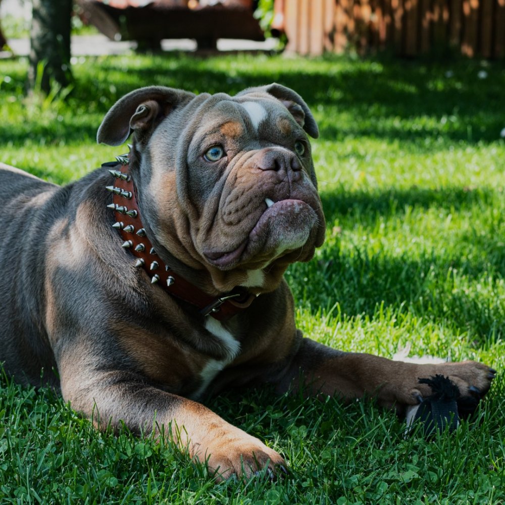 Bulldog: A canine tank with a velvet heart and serious style